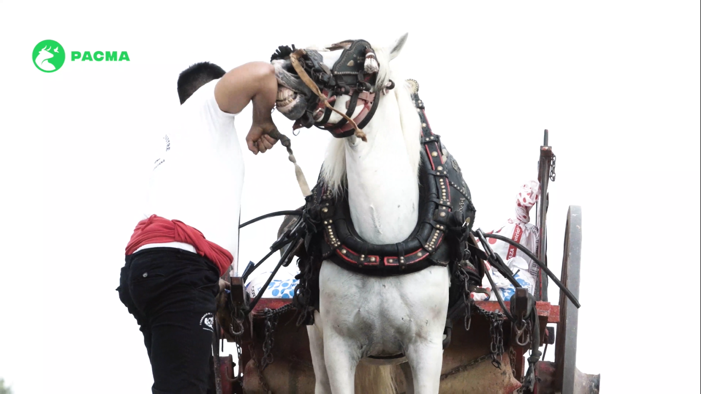 PACMA denuncia rodillazos y abusos a los caballos durante el Tiro y Arrastre de Albal - Tu Portavoz